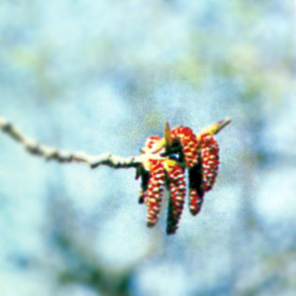 Aspen Bach Flower Benefits | Best Flower Site